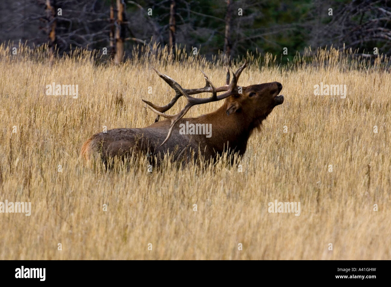 Elk (Cervus elaphus) Stag Bull bugling vocalizing in autumn rut Jasper ...