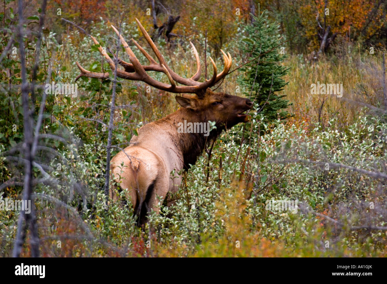 Elk (Cervus elaphus) Stag Bull vocalizing bugling and displaying during ...
