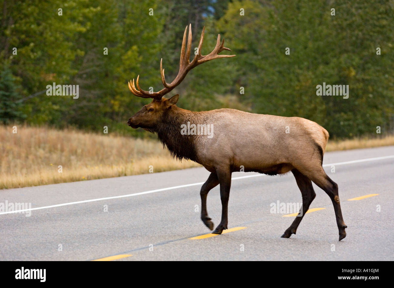 Elk (Cervus elaphus) Stag Bull vocalizing bugling and displaying during ...