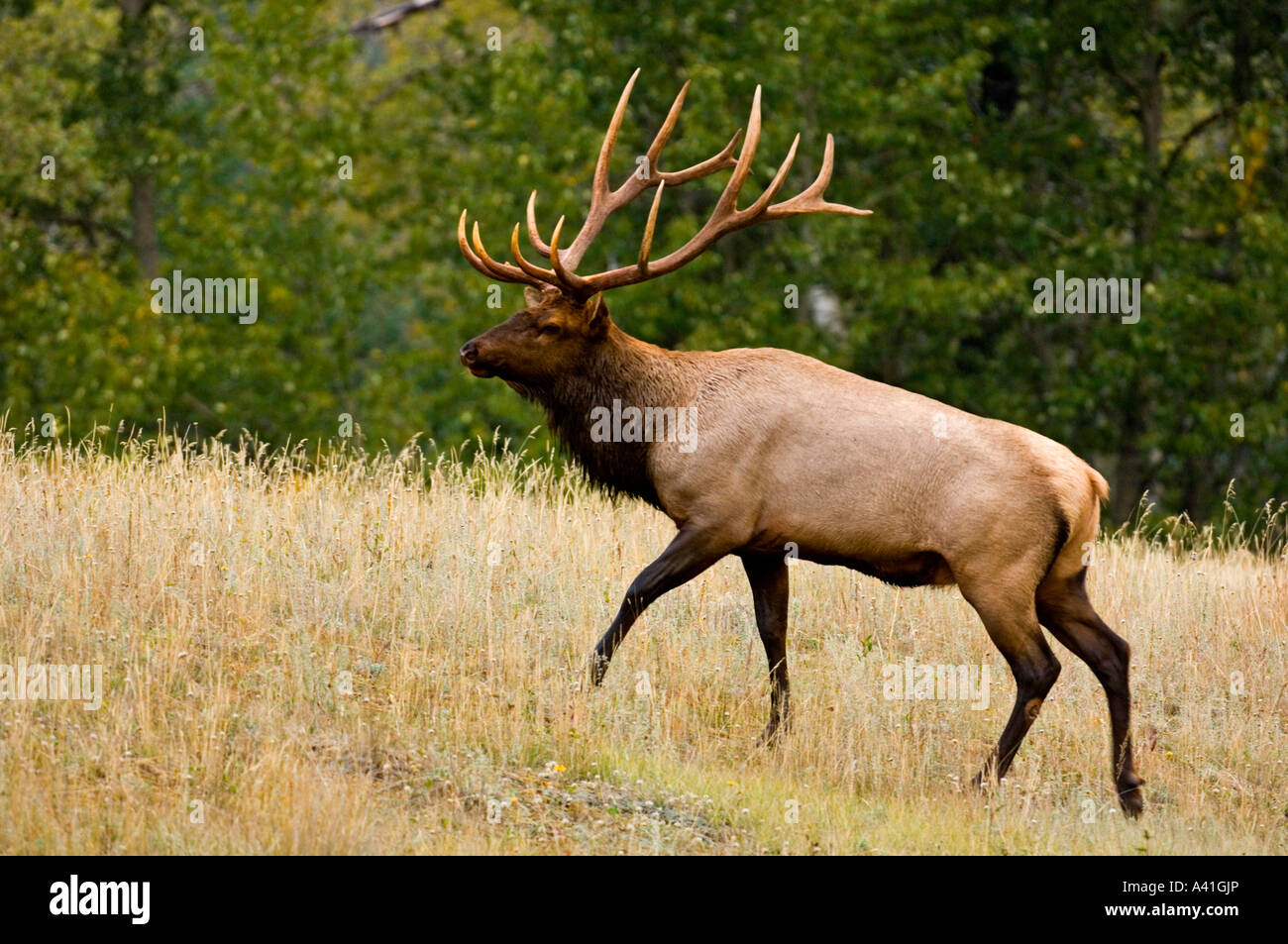 Elk (Cervus elaphus) Stag Bull vocalizing bugling and displaying during ...