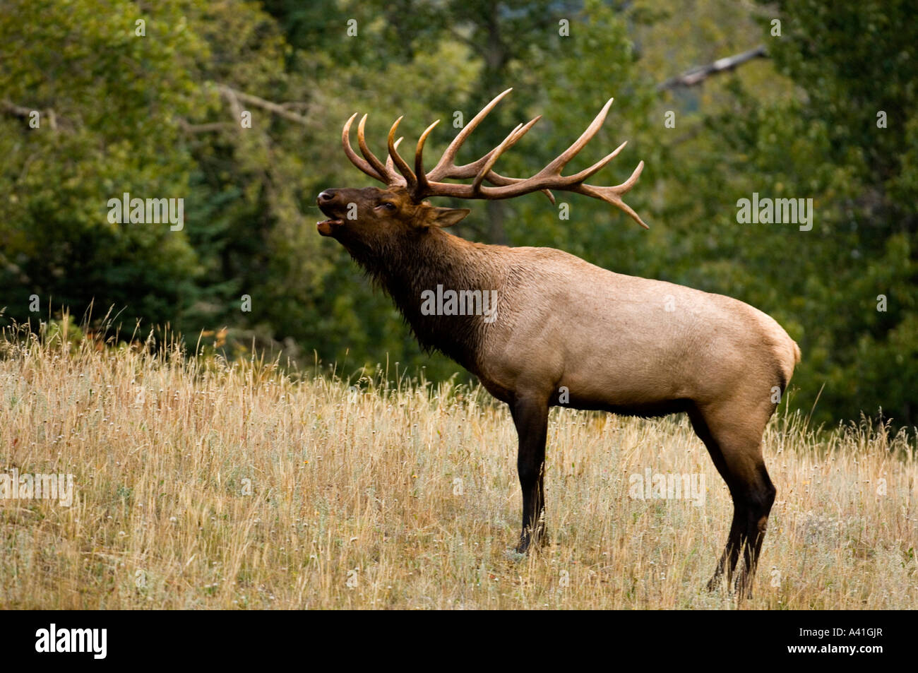 Elk (Cervus elaphus) Stag Bull vocalizing bugling and displaying during ...