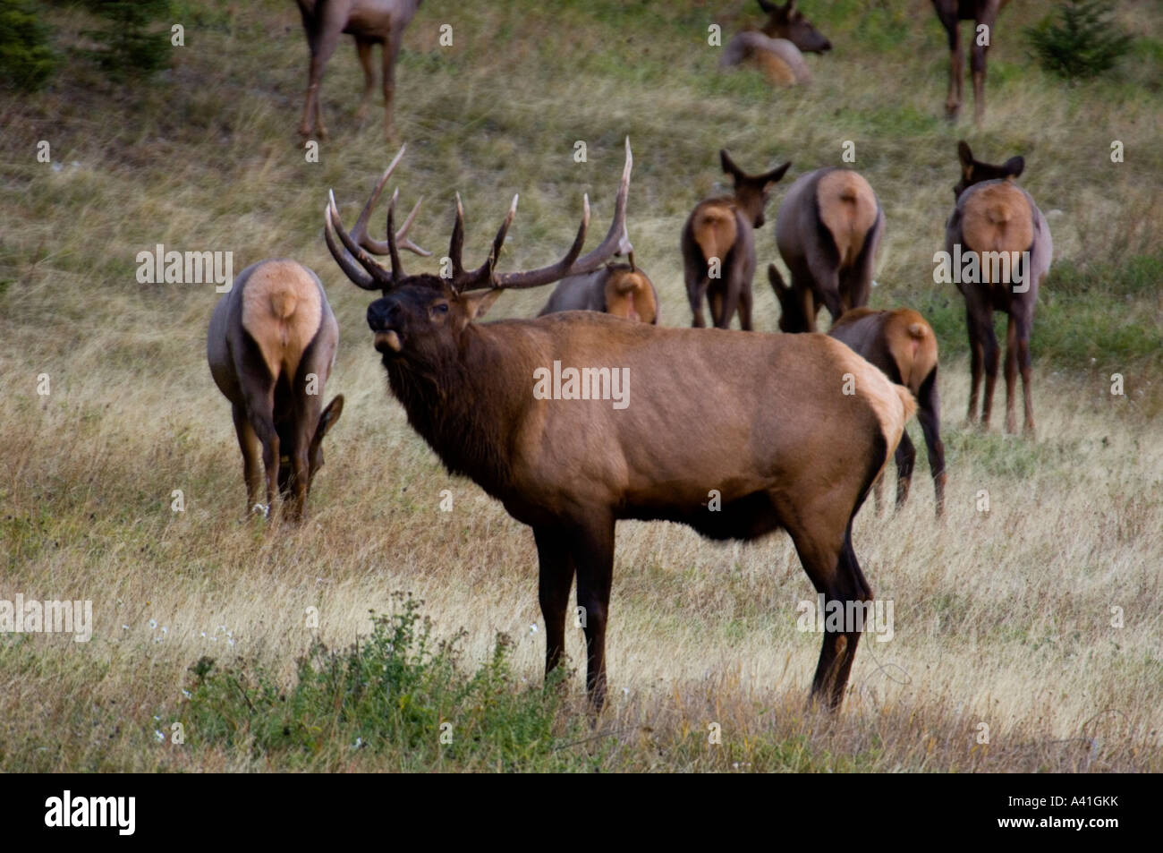 Bull Elk Standing In The Water High Resolution Stock Photography and ...