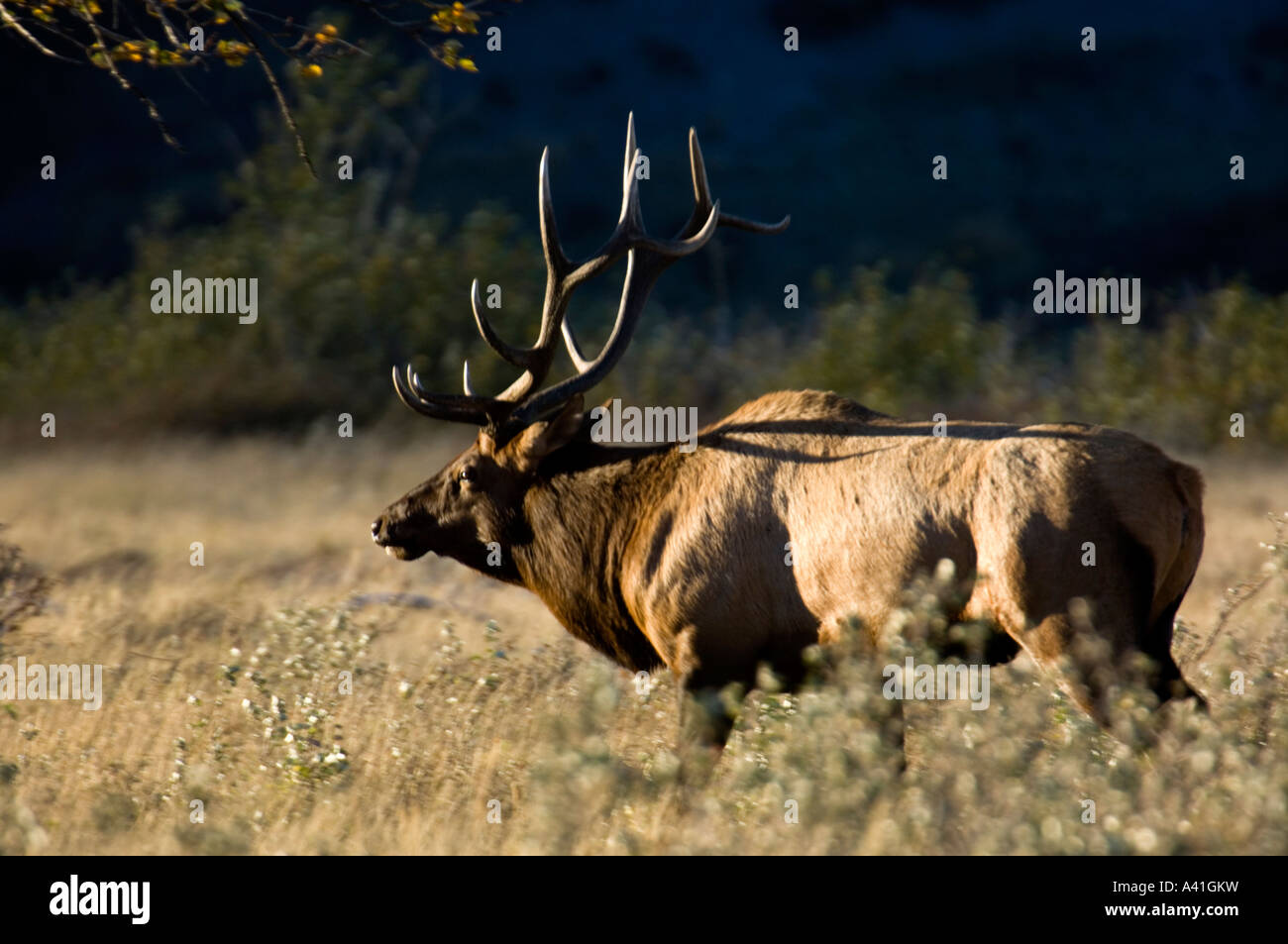 Bulls stags hi-res stock photography and images - Alamy