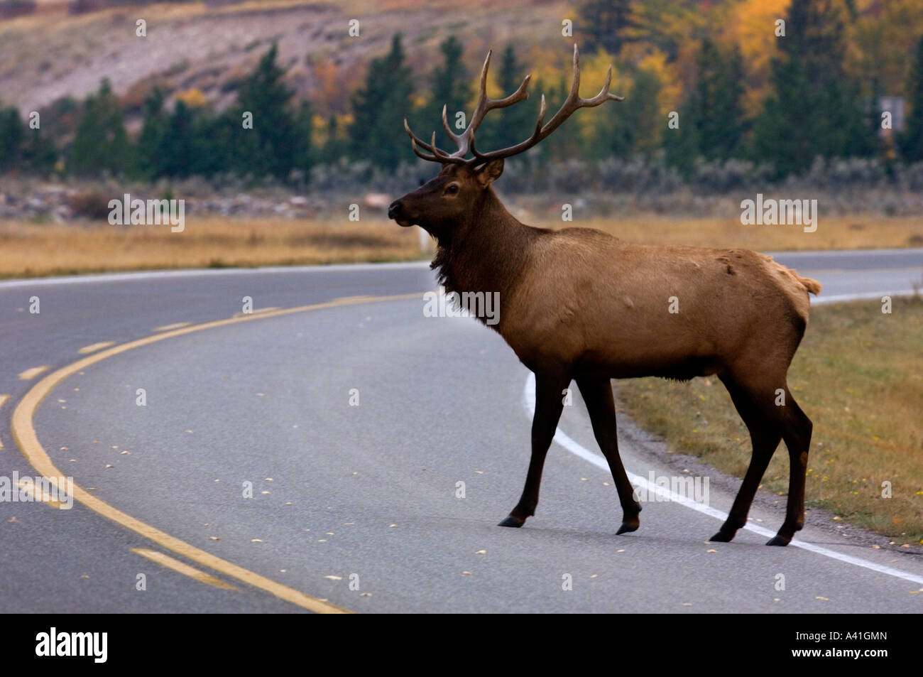 Bull elk crossing the road hi-res stock photography and images - Alamy