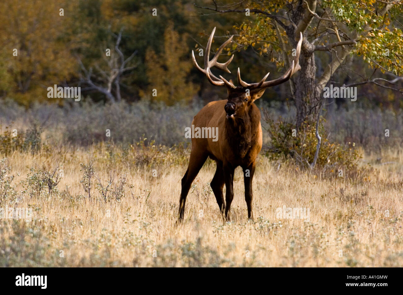 Elk (Cervus elaphus) Stag Bull standing bugling in meadow during autumn ...