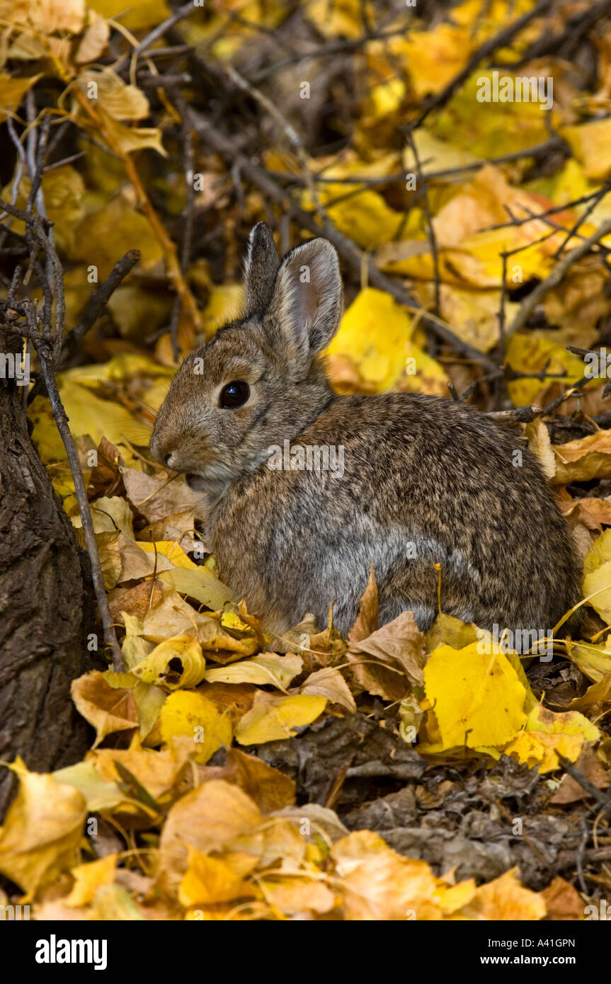 Nuttalls cottontail rabbit hi-res stock photography and images - Alamy