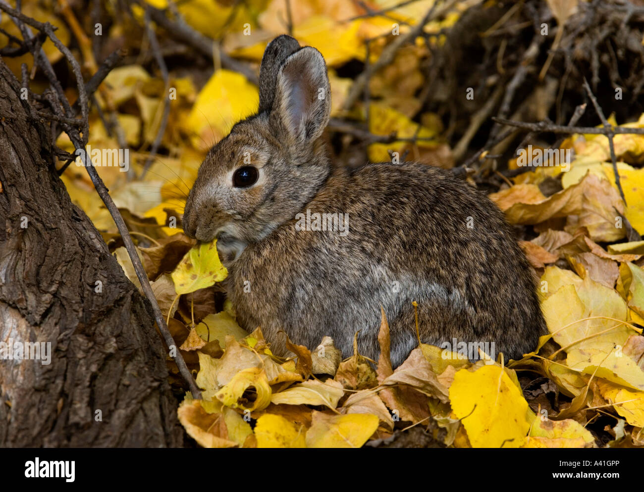 Nuttall’s cottontail hi-res stock photography and images - Alamy