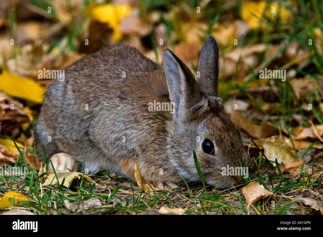 Nuttalls Cottontail (Sylvilagus nuttallii) Eating fallen cottonwood ...