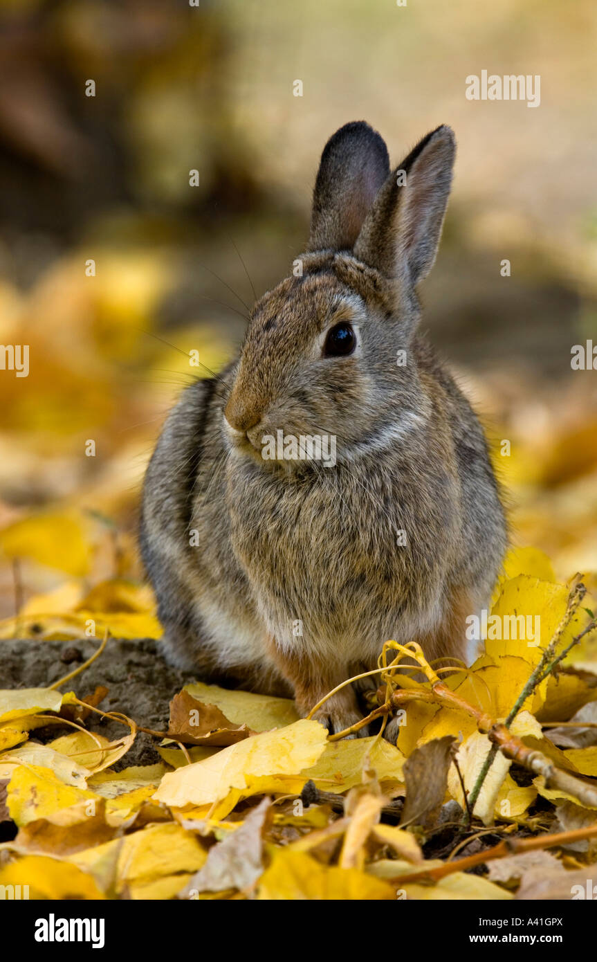 Nuttalls cottontail rabbit hi-res stock photography and images - Alamy