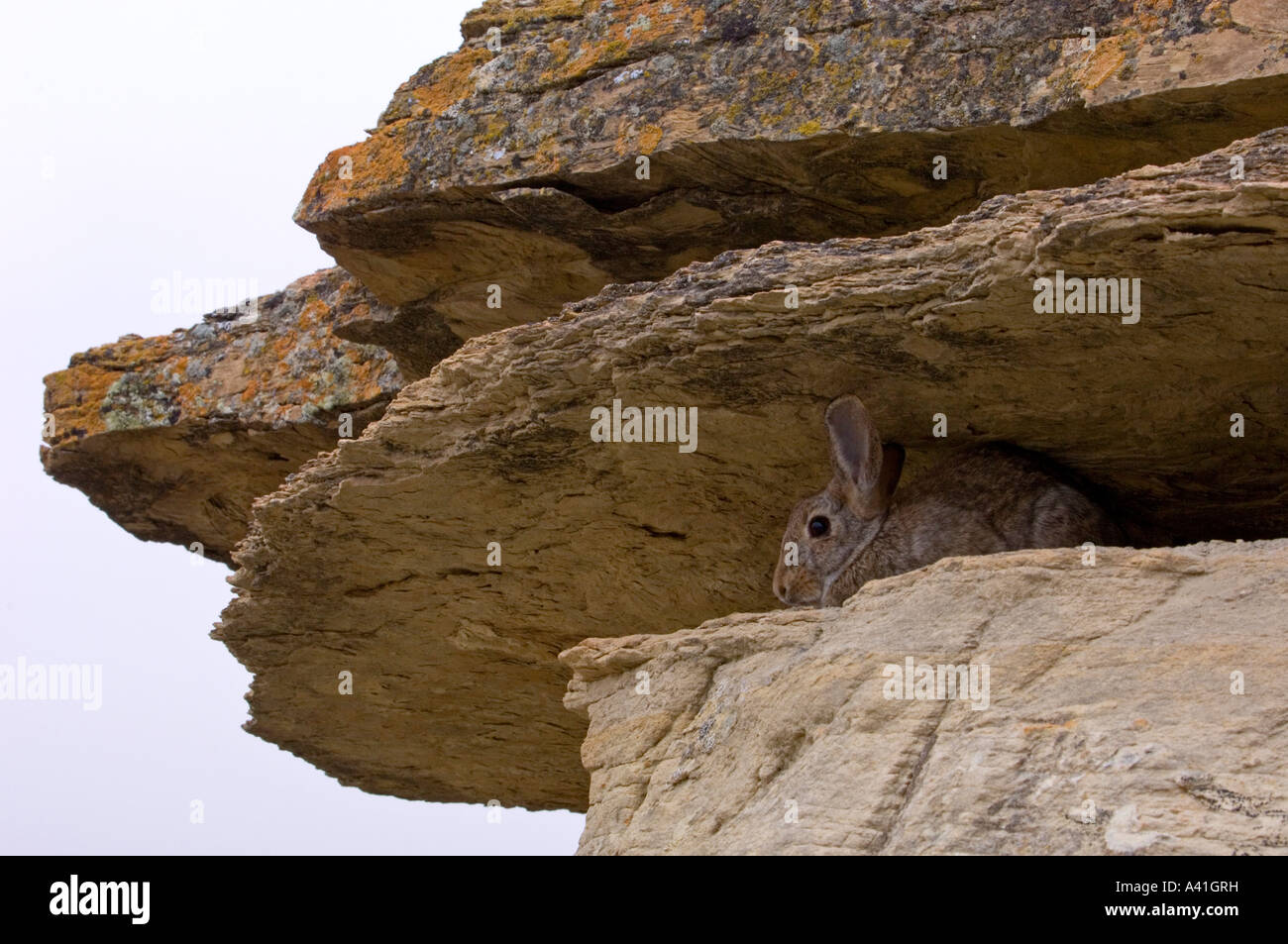 Nuttall’s cottontail hi-res stock photography and images - Alamy