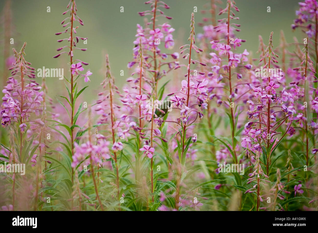 Rubythroat hummingbird (Archilochus colubris) foraging among Fireweed ...