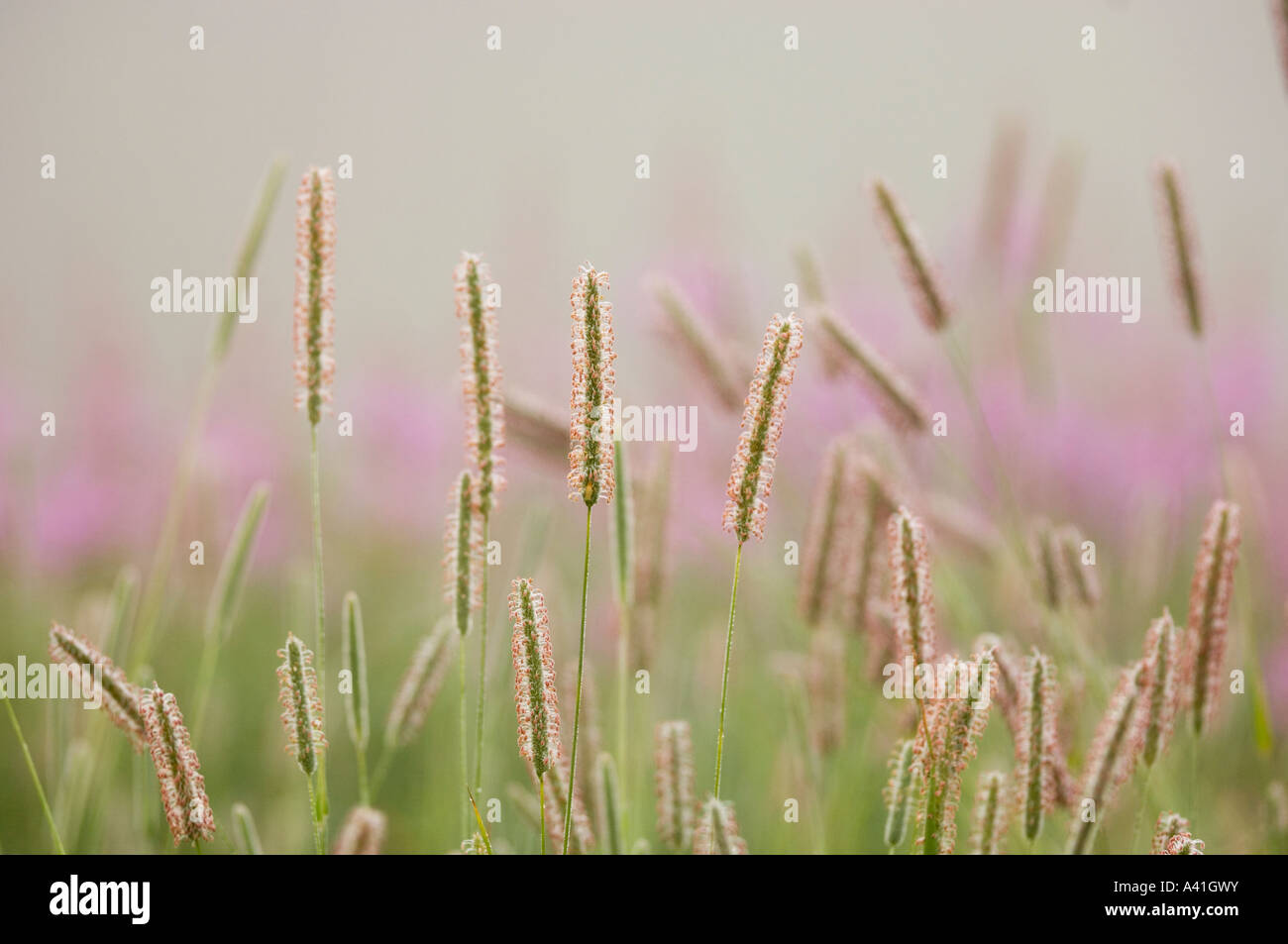 Timothy grass (Phleum pratense) Flowering grasses in misty old-fields ...