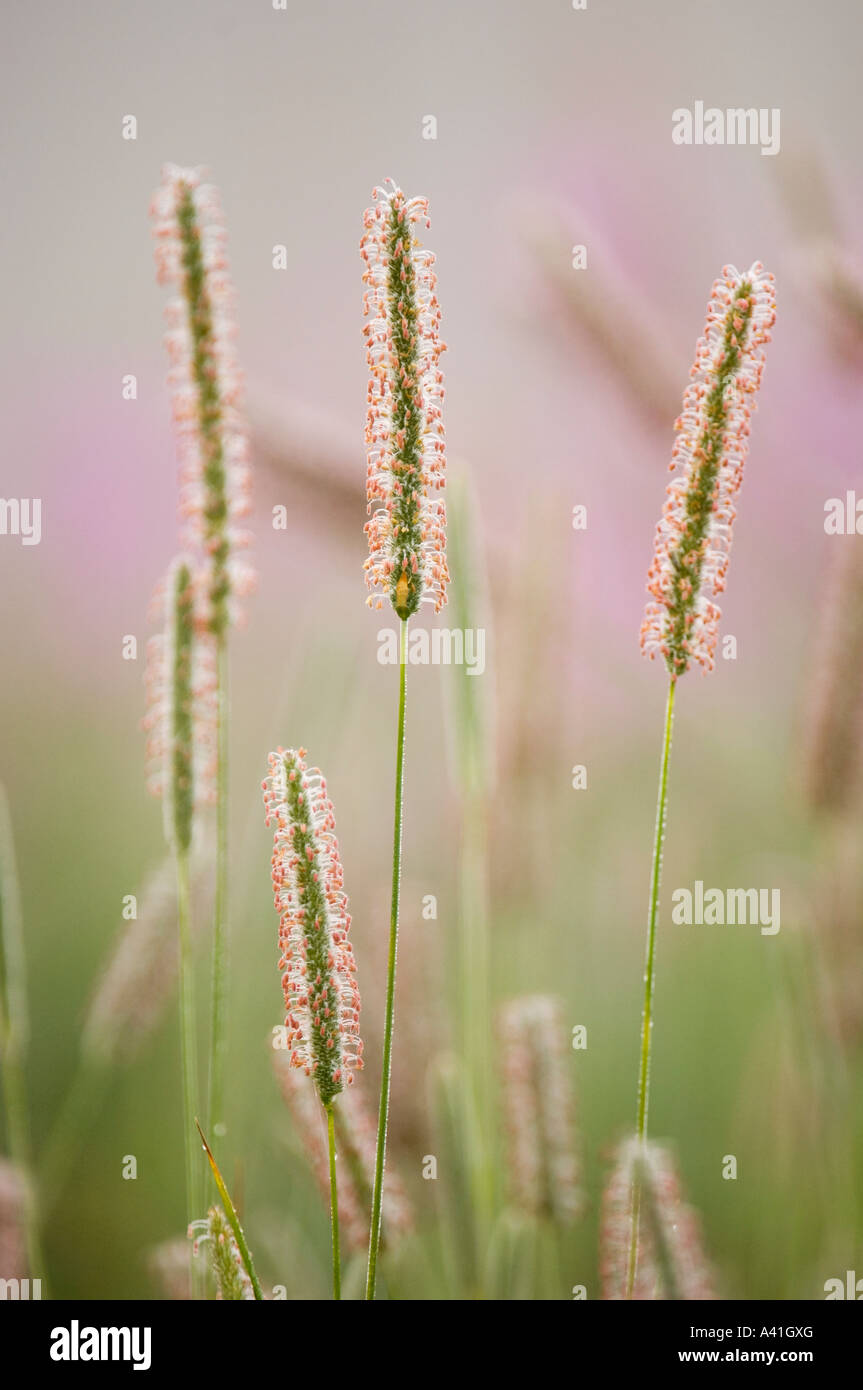 Timothy grass (Phleum pratense) Flowering grasses in misty old-field ...