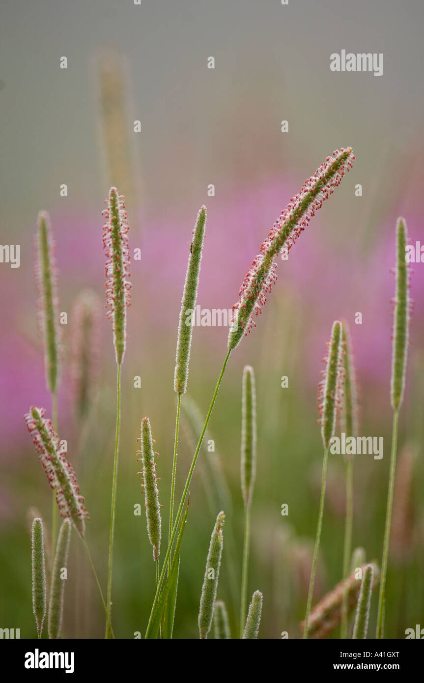 Timothy grass (Phleum pratense) Flowering grasses in misty old-field ...