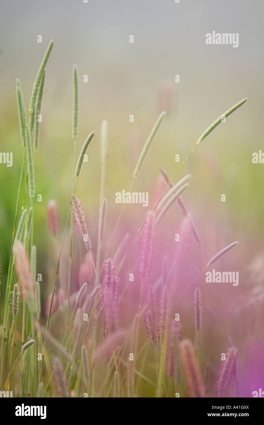 Old field ecosystems hi-res stock photography and images - Alamy