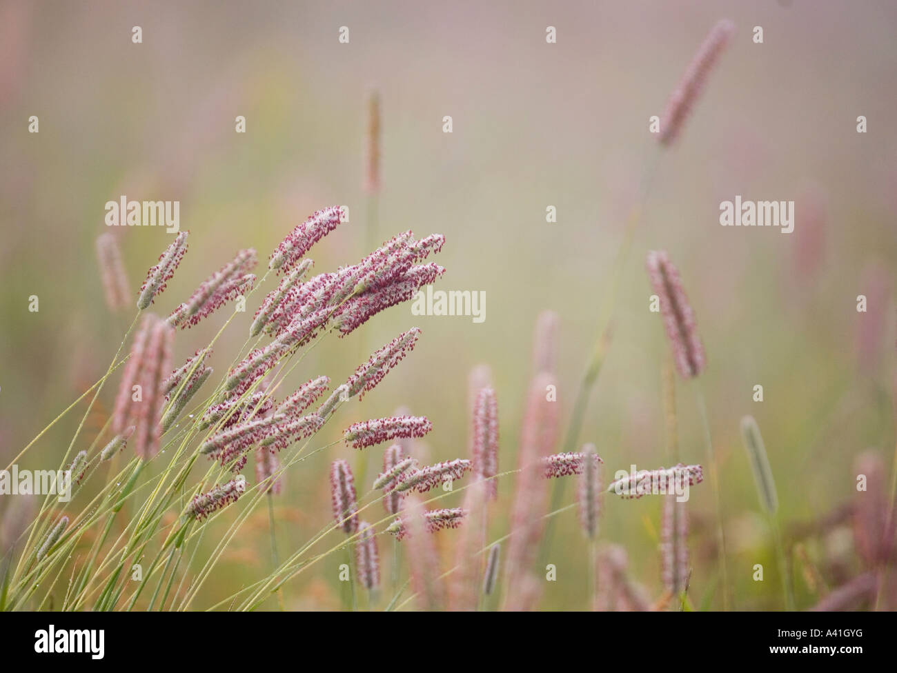 Timothy grass (Phleum pratense) Flowering grasses in misty old-field ...
