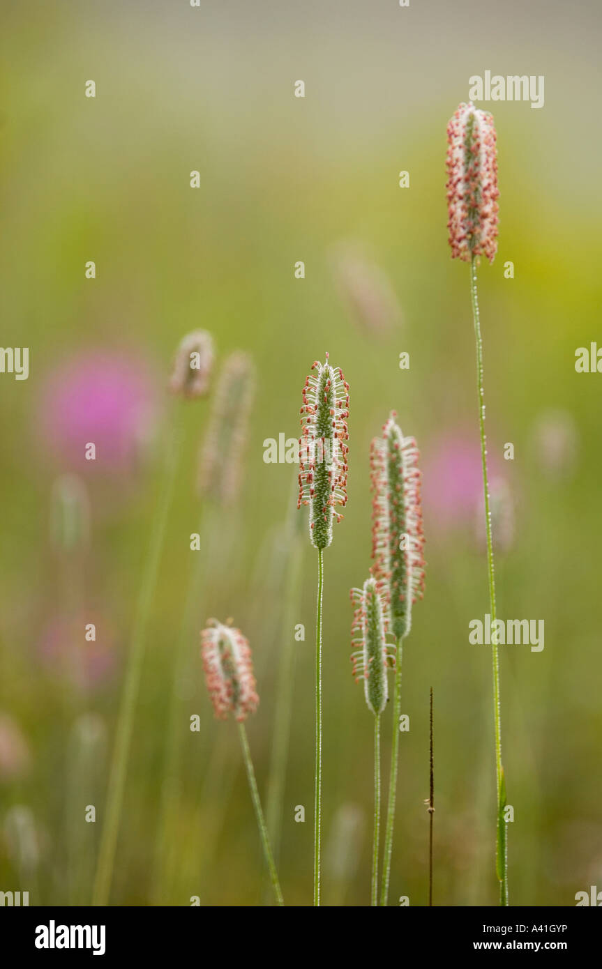 Timothy grass (Phleum pratense) Flowering grasses in misty old-field ...