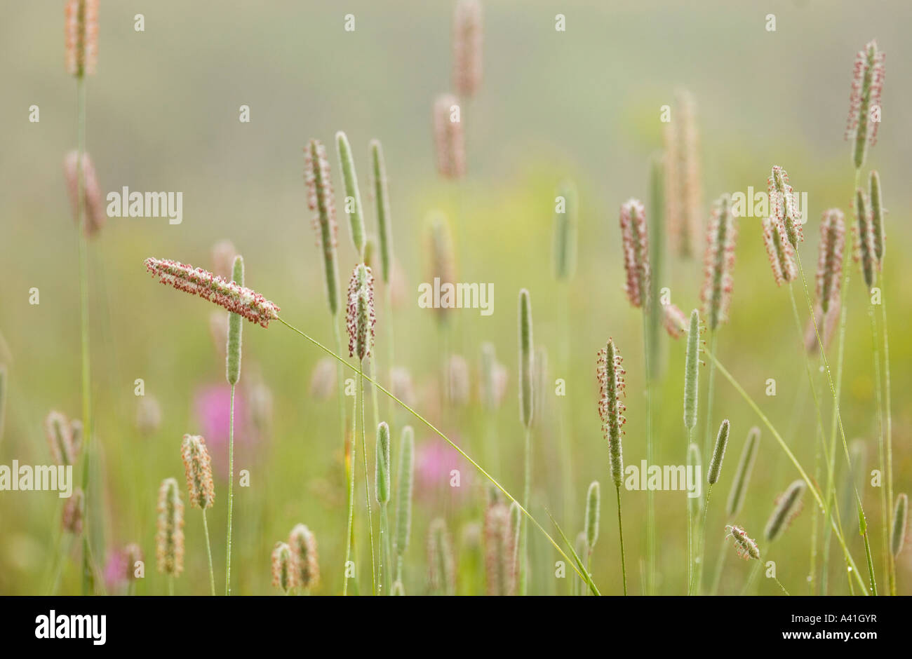 Timothy grass (Phleum pratense) Flowering grasses in misty old-field ...