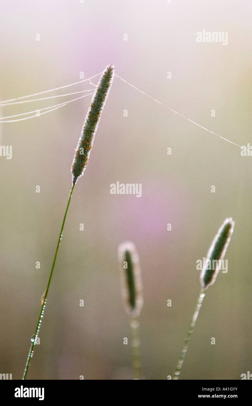 Timothy grass (Phleum pratense) Flowering grasses in misty old-field ...