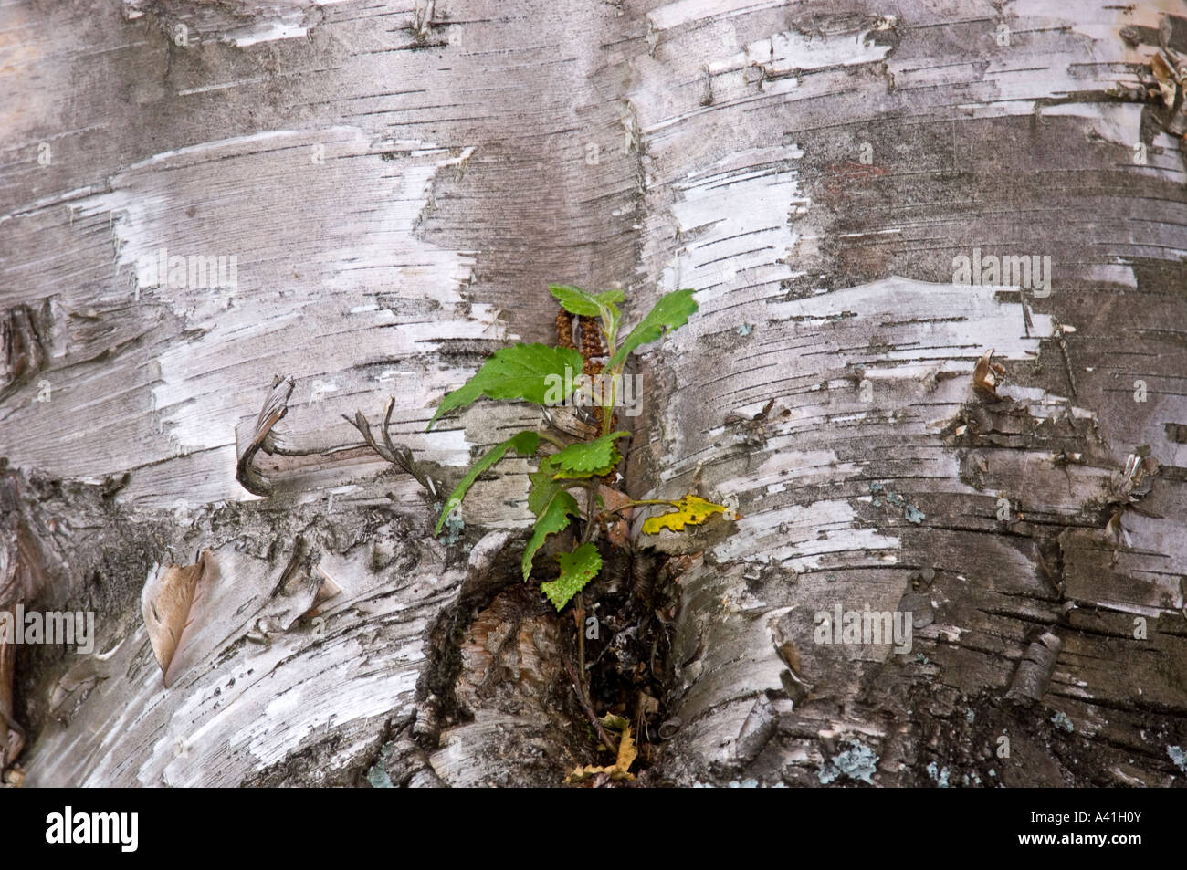 Growth on birch tree hi-res stock photography and images - Alamy