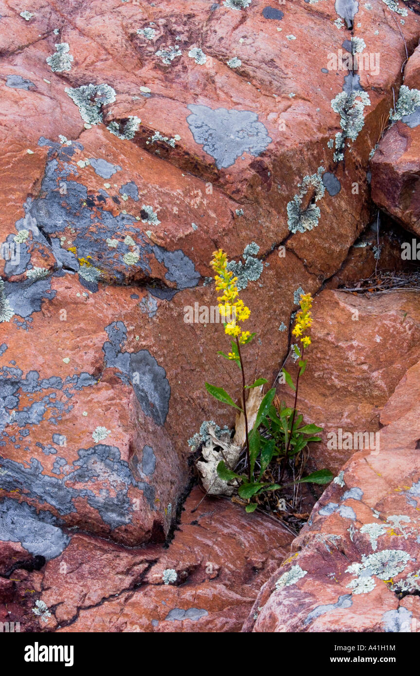 Balsam ragwort (Senecio pauperculus) Blooming in cracks of Lake Huron ...