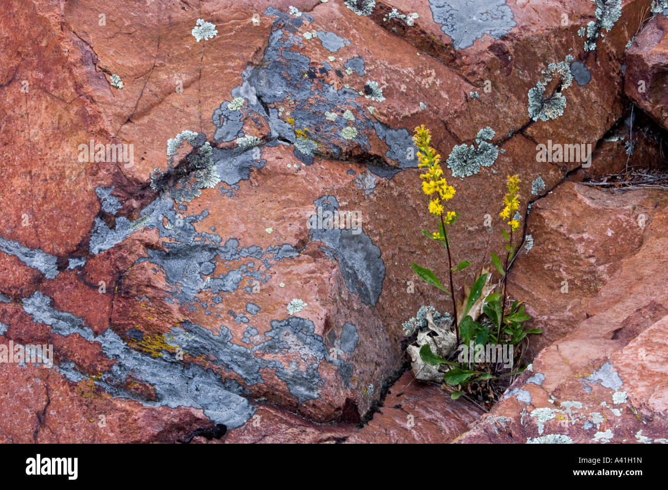Balsam ragwort (Senecio pauperculus) Blooming in cracks of Lake Huron ...