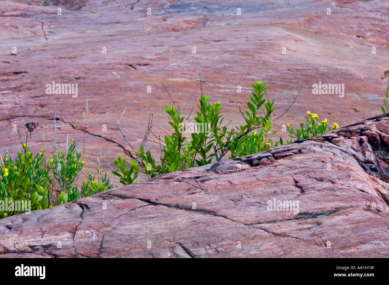 Line of shrubs (Sarsaparilla and cinquefoil) growing among Lake Huron ...