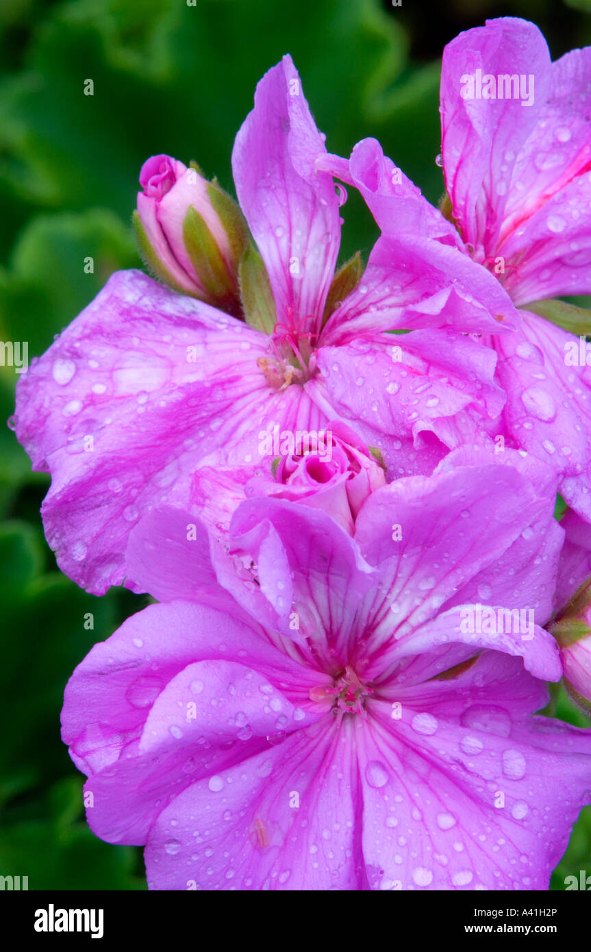 Garden Geranium flowers with raindrops, Greater Sudbury, Ontario ...