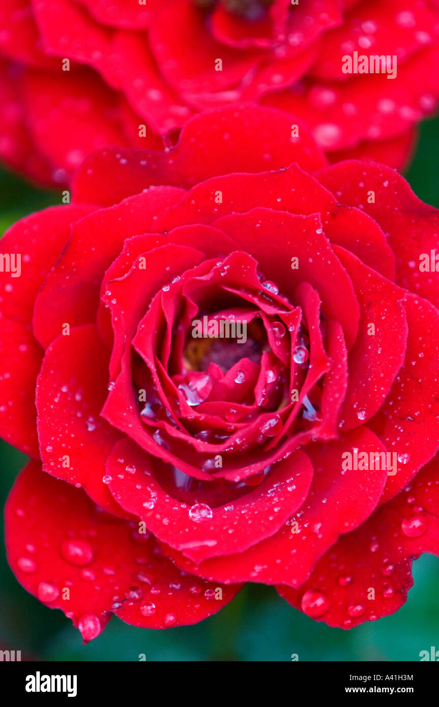 Garden Rose flower with raindrops, Greater Sudbury, Ontario, Canada ...