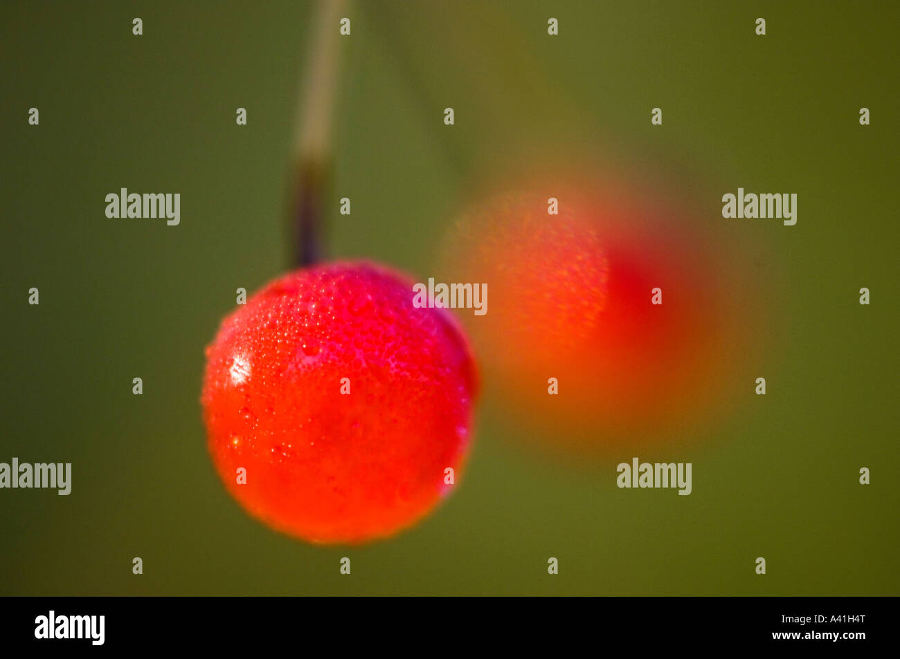 Pin cherry (Prunus pennsylvanica) Berries with dew drops, Greater ...