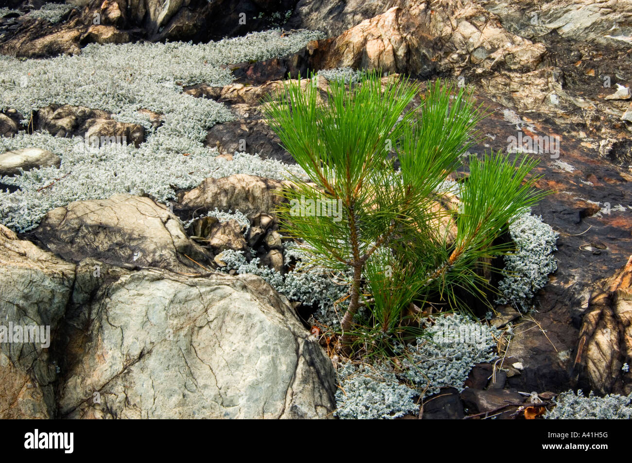 Red pine (Pinus resinosa) Seedling in rock outcrop with wooly foam ...