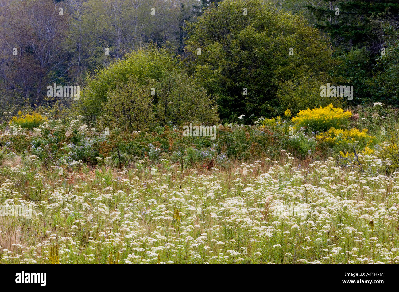 Late summer asters and goldenrod colonies Worthington, Greater Sudbury ...