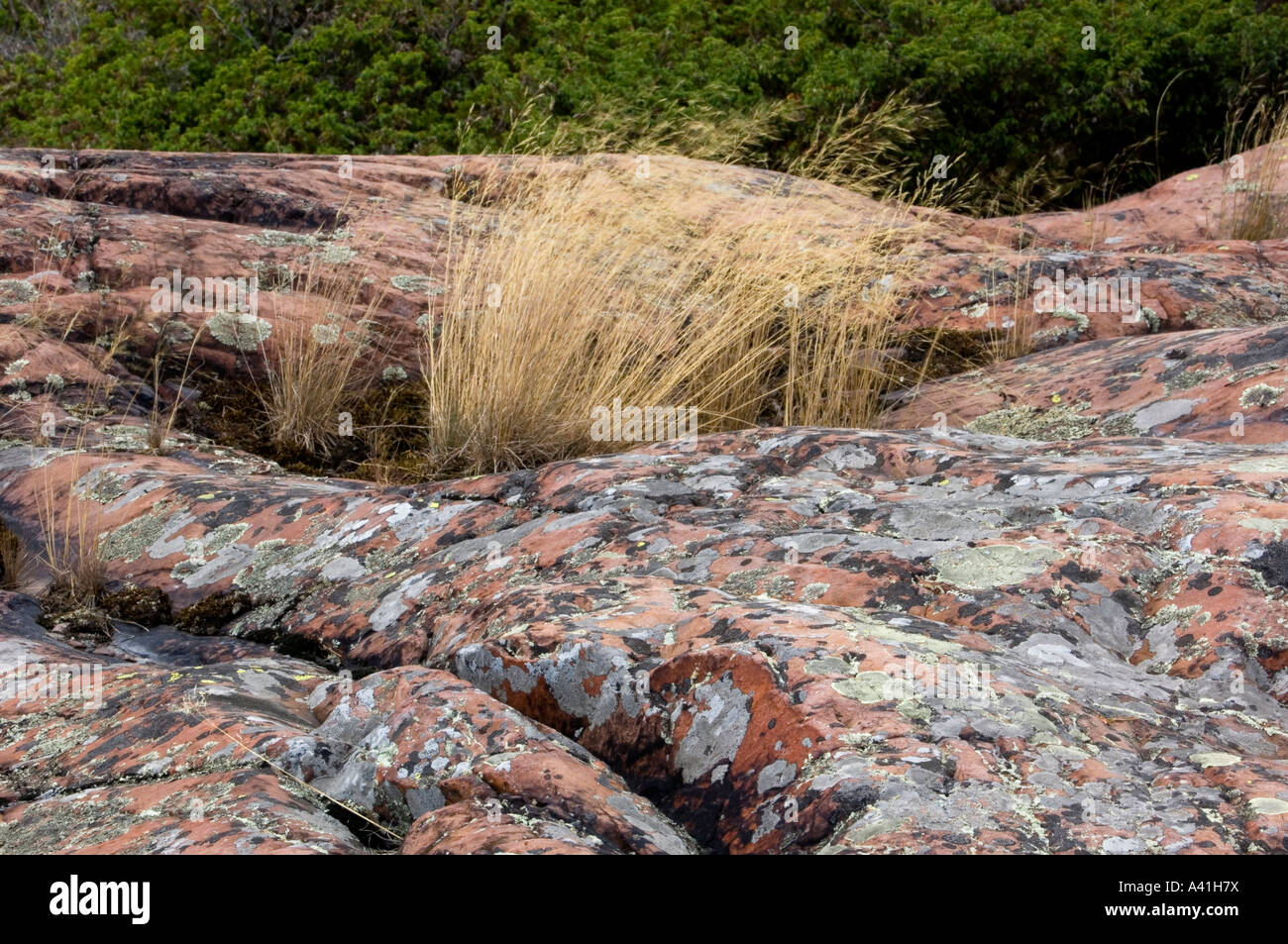 Clump of grasses growing among Lake Huron shoreline rocks Killarney ...