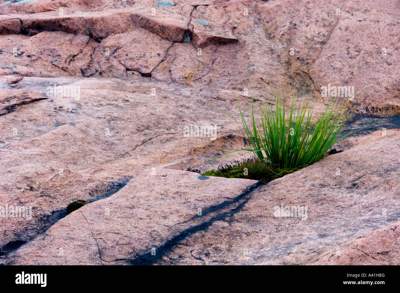 Colony of grasses growing among Lake Huron shoreline rocks Killarney ...