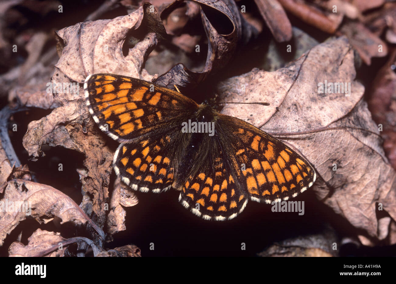 Blean national nature reserve hi-res stock photography and images - Alamy