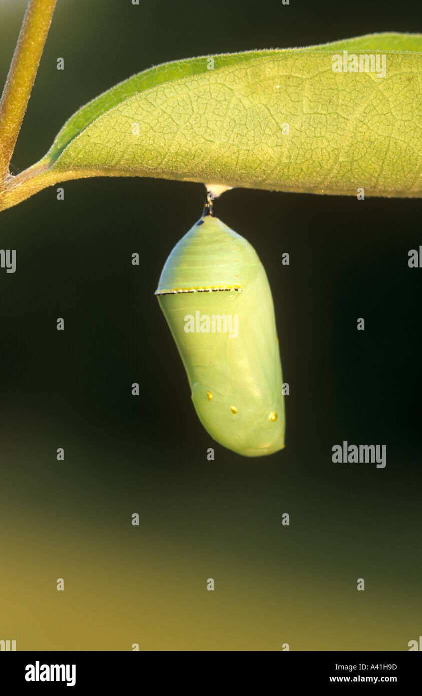 Monarch Butterfly Chrysalis Dexter Michigan America Stock Photo - Alamy
