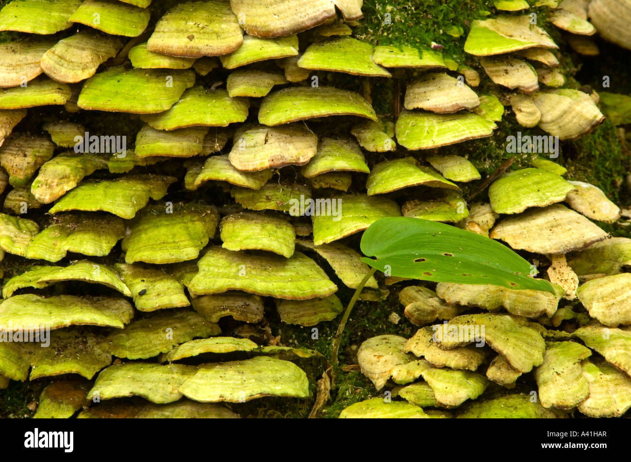 Shelf fungus on dead tree Killarney Provincial Park, Ontario, Canada ...