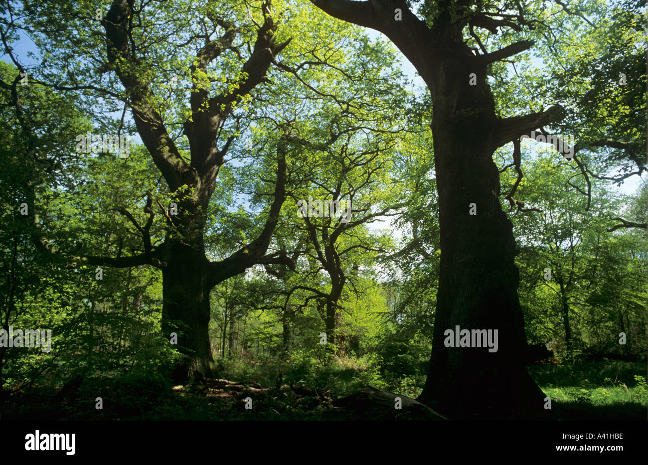 Savernake Forest Ancient Oak Trees Wiltshire England Stock Photo - Alamy