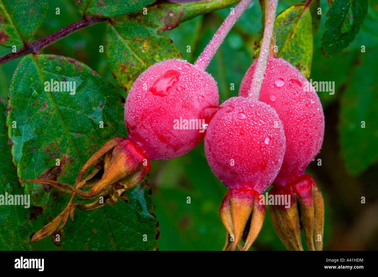 Raindrops on autumn wild rose hips (Rosa acicularis) Jasper National ...