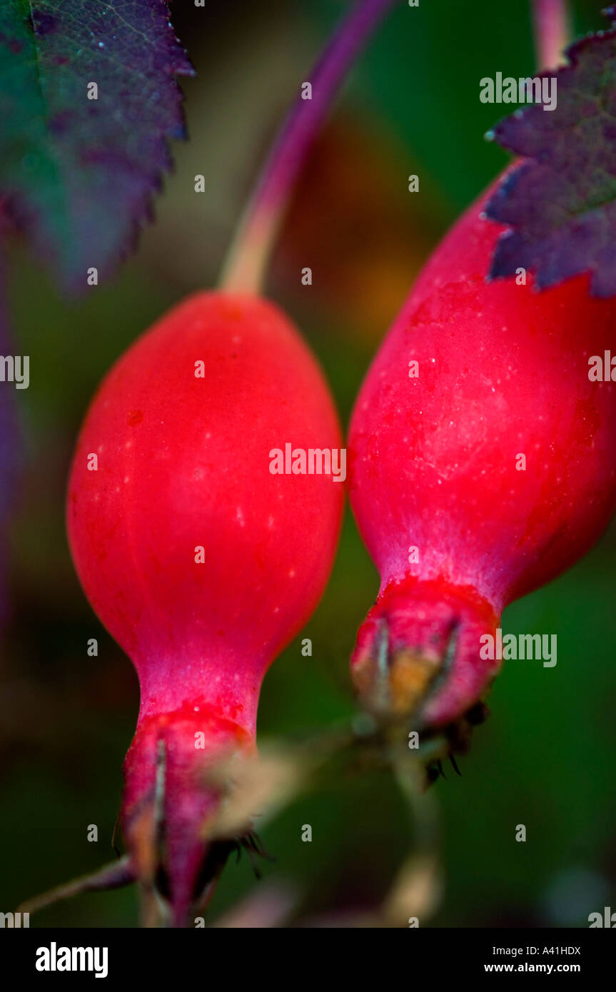 Wild rose hips (Rosa acicularis) Jasper National Park, Alberta, Canada ...