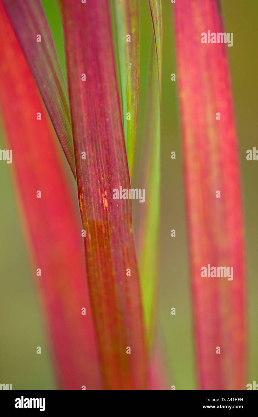 Plant pigments roadsides hi-res stock photography and images - Alamy