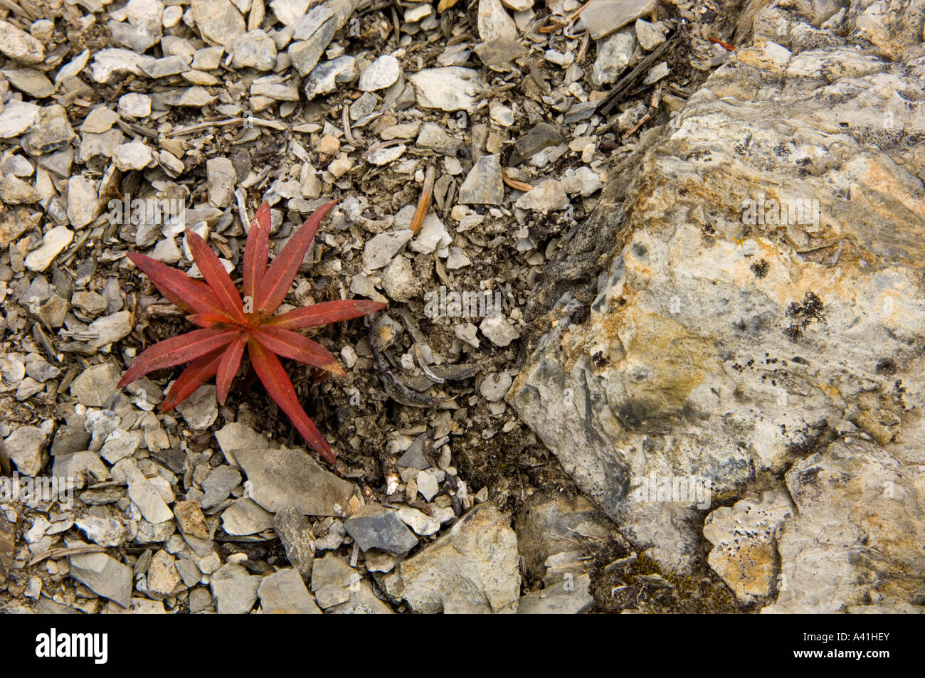 Dwarf fireweed (Epilobium spp, ) in autumn colour above treeline Jasper ...