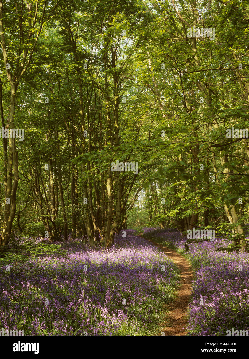 Ham street woods national nature reserve hi-res stock photography and ...