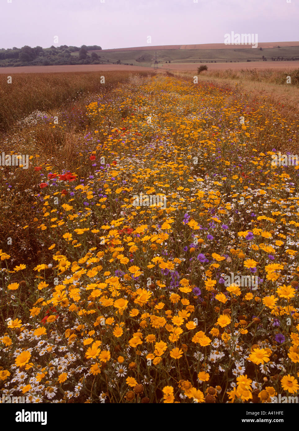 Arable field wildflower hi-res stock photography and images - Alamy