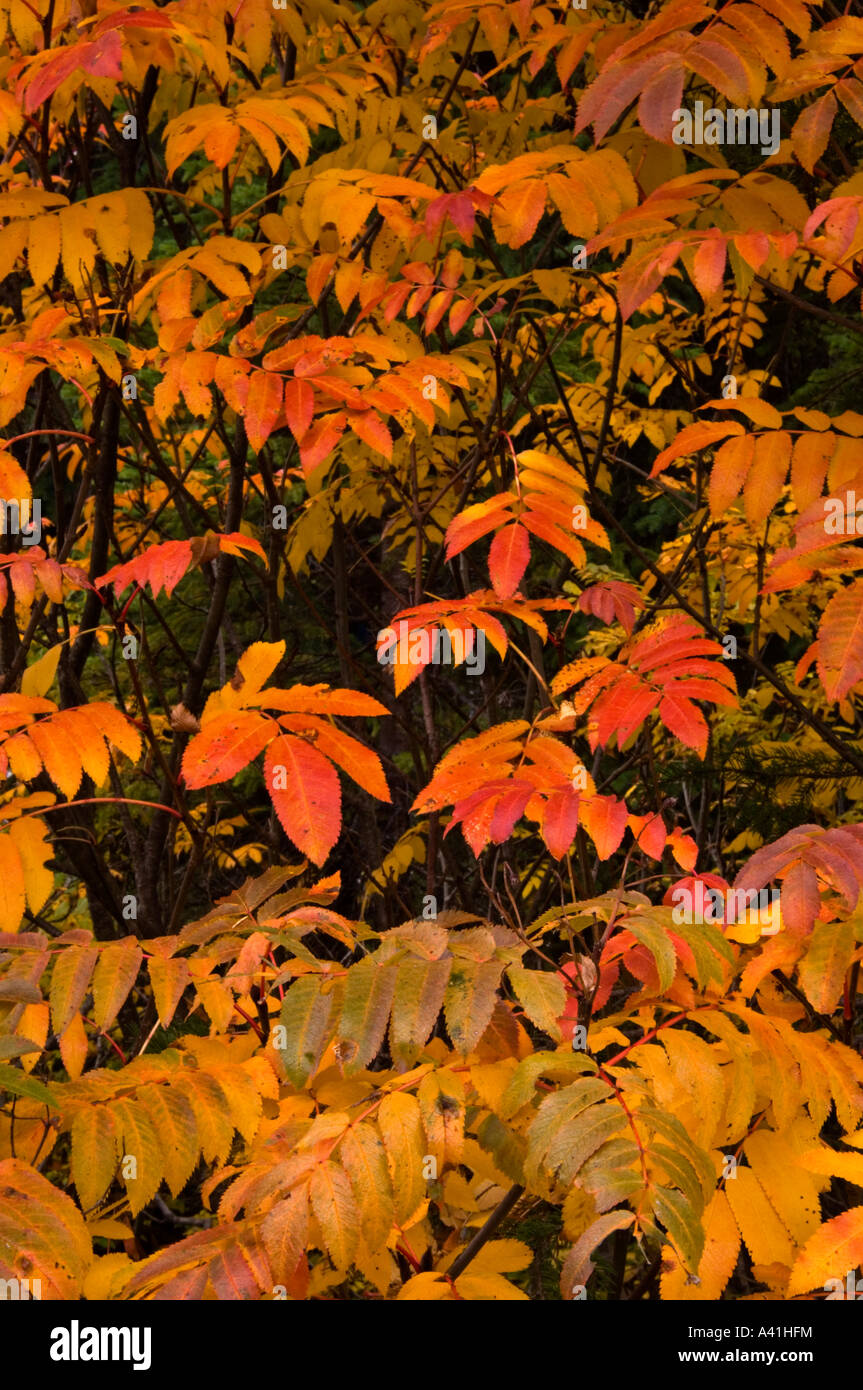 Western mountain ash leaves (Sorbus scopulina) in fall colour Yoho ...