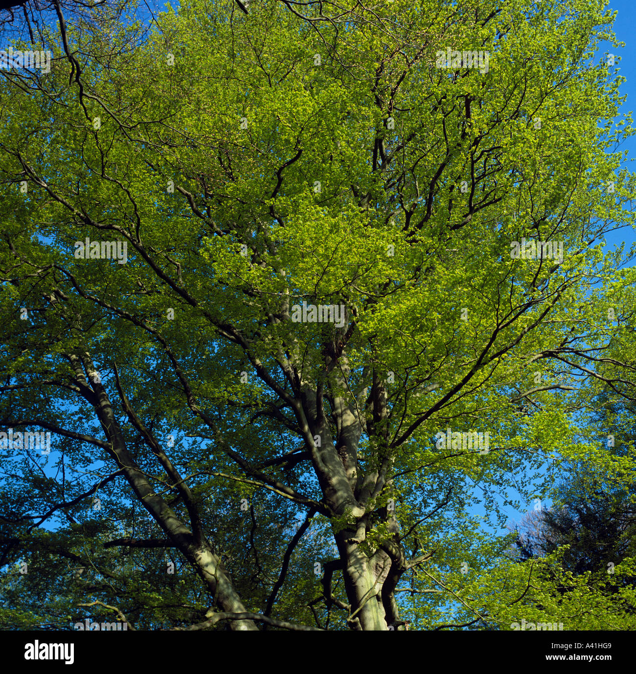 Summer surrey hi-res stock photography and images - Alamy