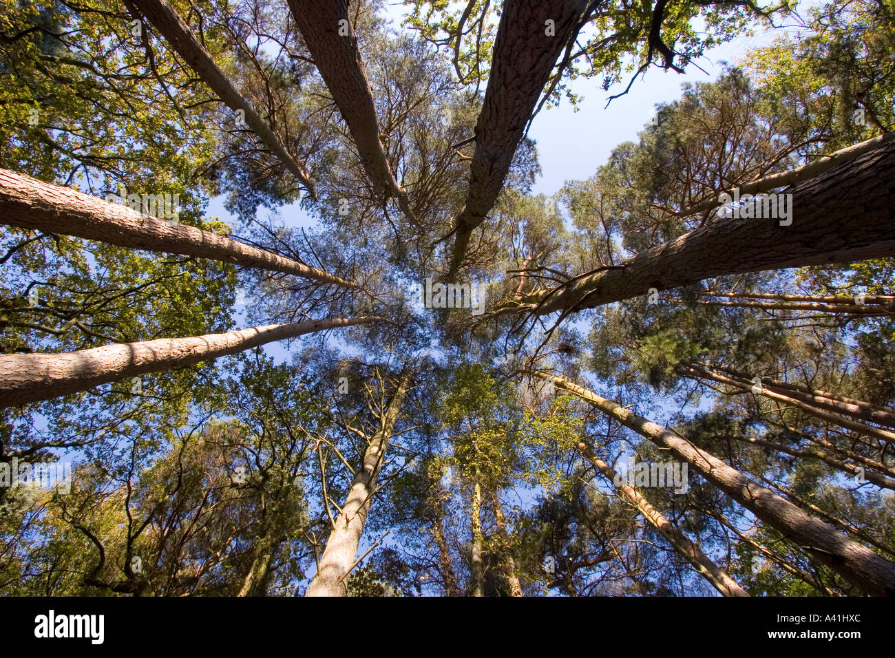 Trees looking up circular hi-res stock photography and images - Alamy