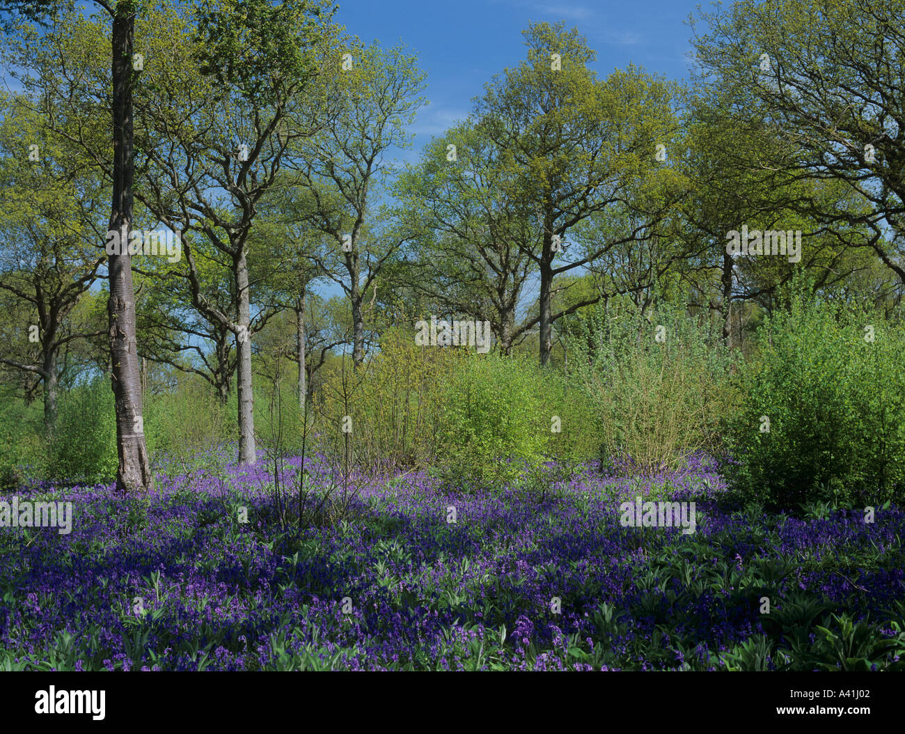 Ham street woods national nature reserve hi-res stock photography and ...