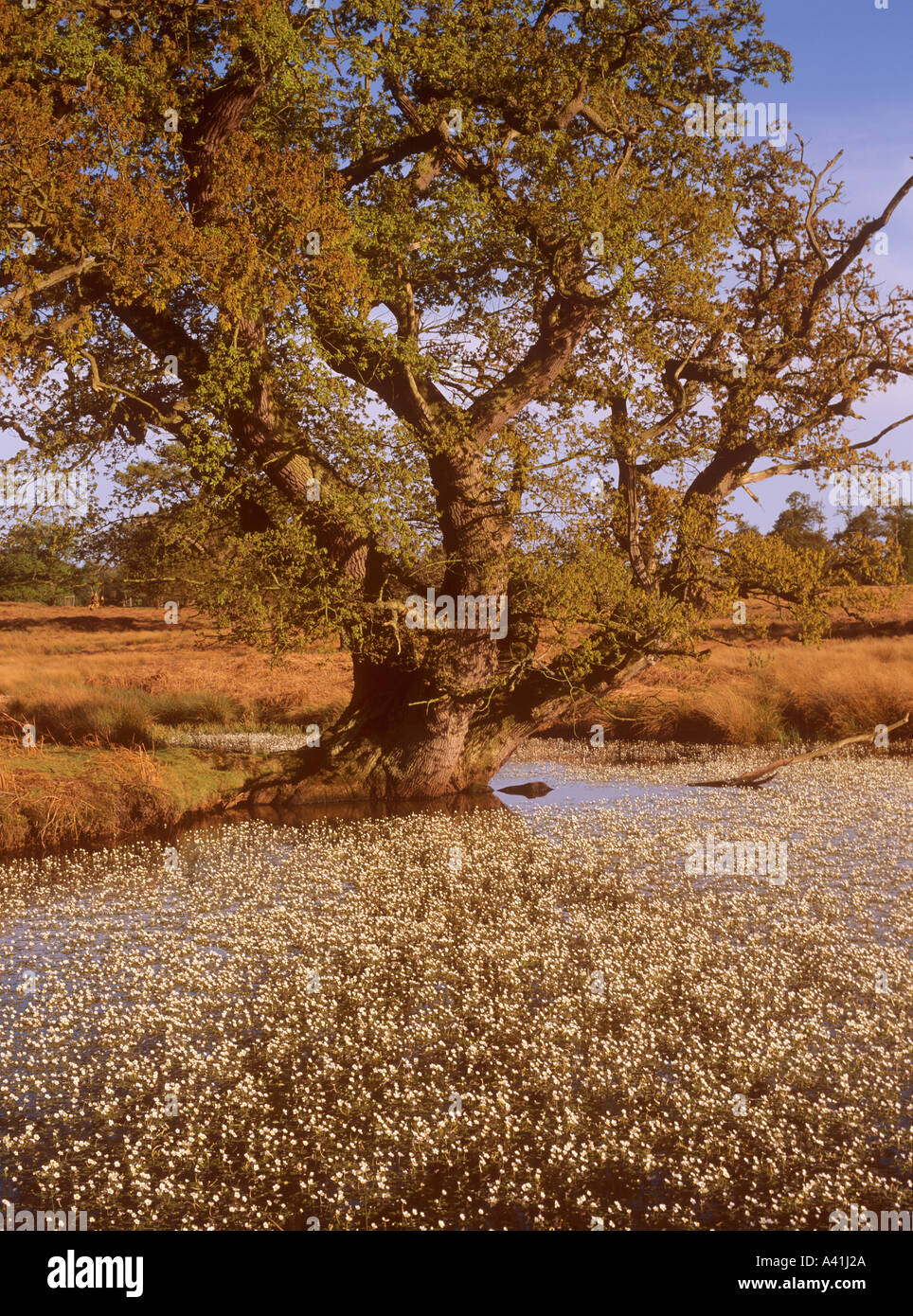 Ancient Oak Hatch Park Kent England Stock Photo - Alamy