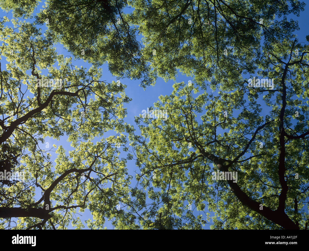 Ash Trees Canopy Stock Photo - Alamy
